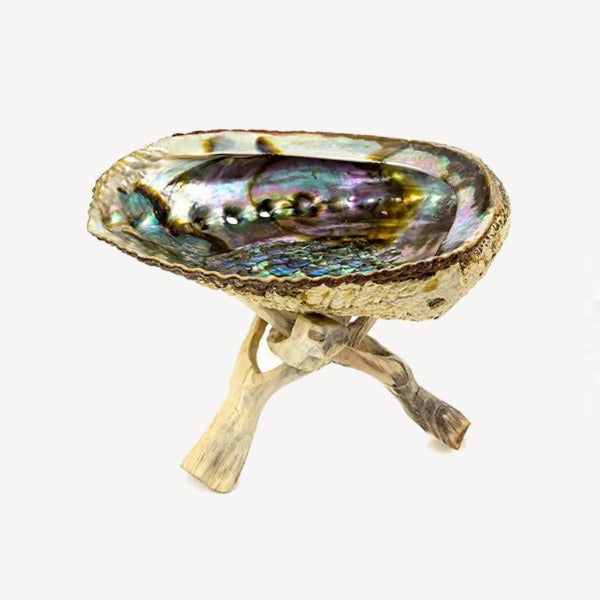 Abalone Shell – Terra Soleil